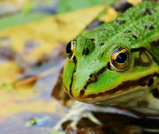 Nature Kids | YMCA of the Fox Cities